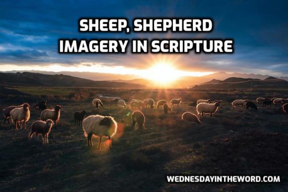 Sheep in Scripture : Wednesday in the Word